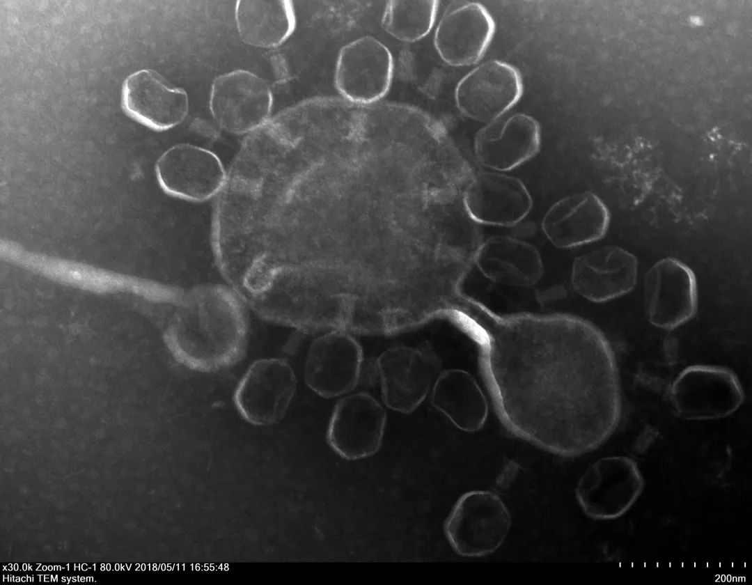 诺安科普系列-走进噬菌体 - 青岛诺安百特生物技术有限公司